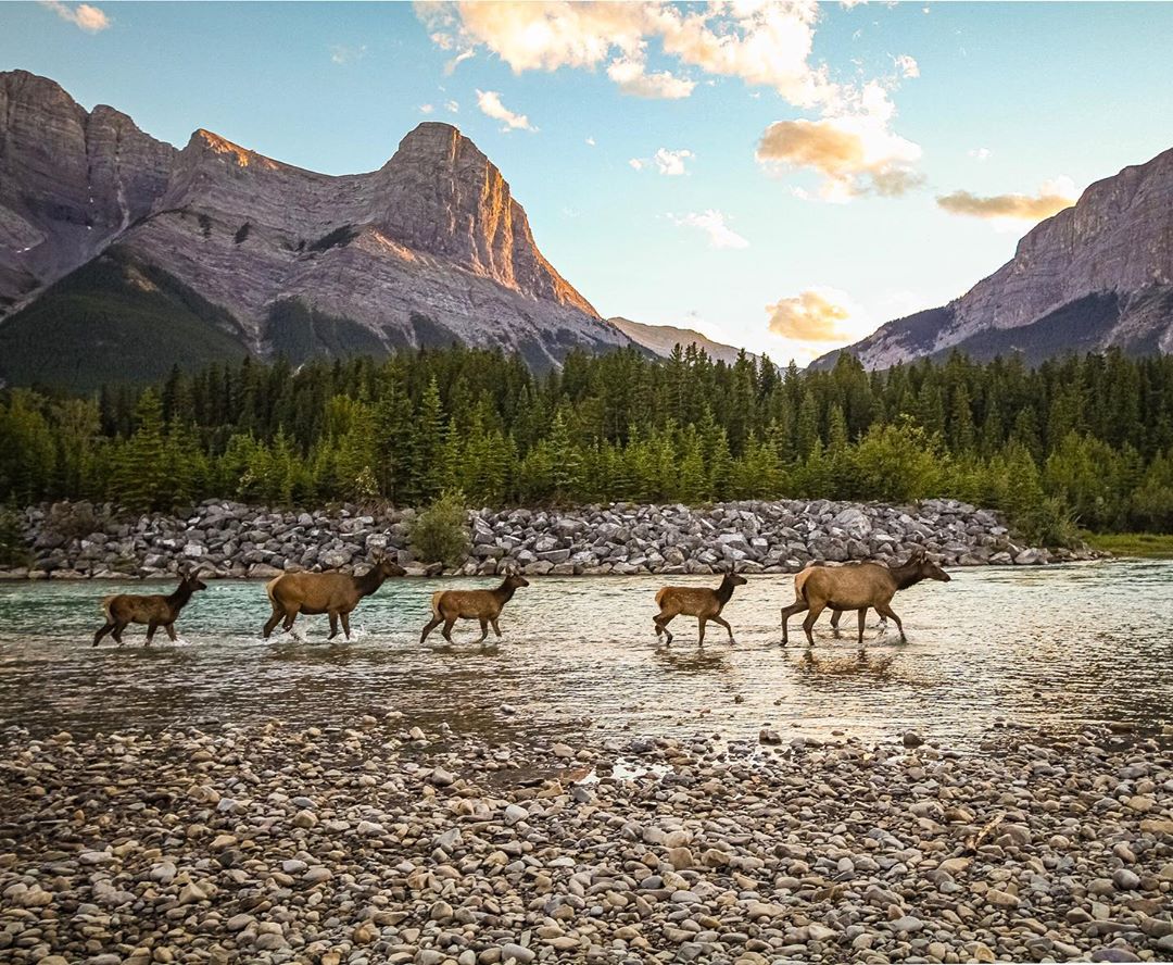 How to Coexist with Wildlife in the Rockies | Canmore Kananaskis