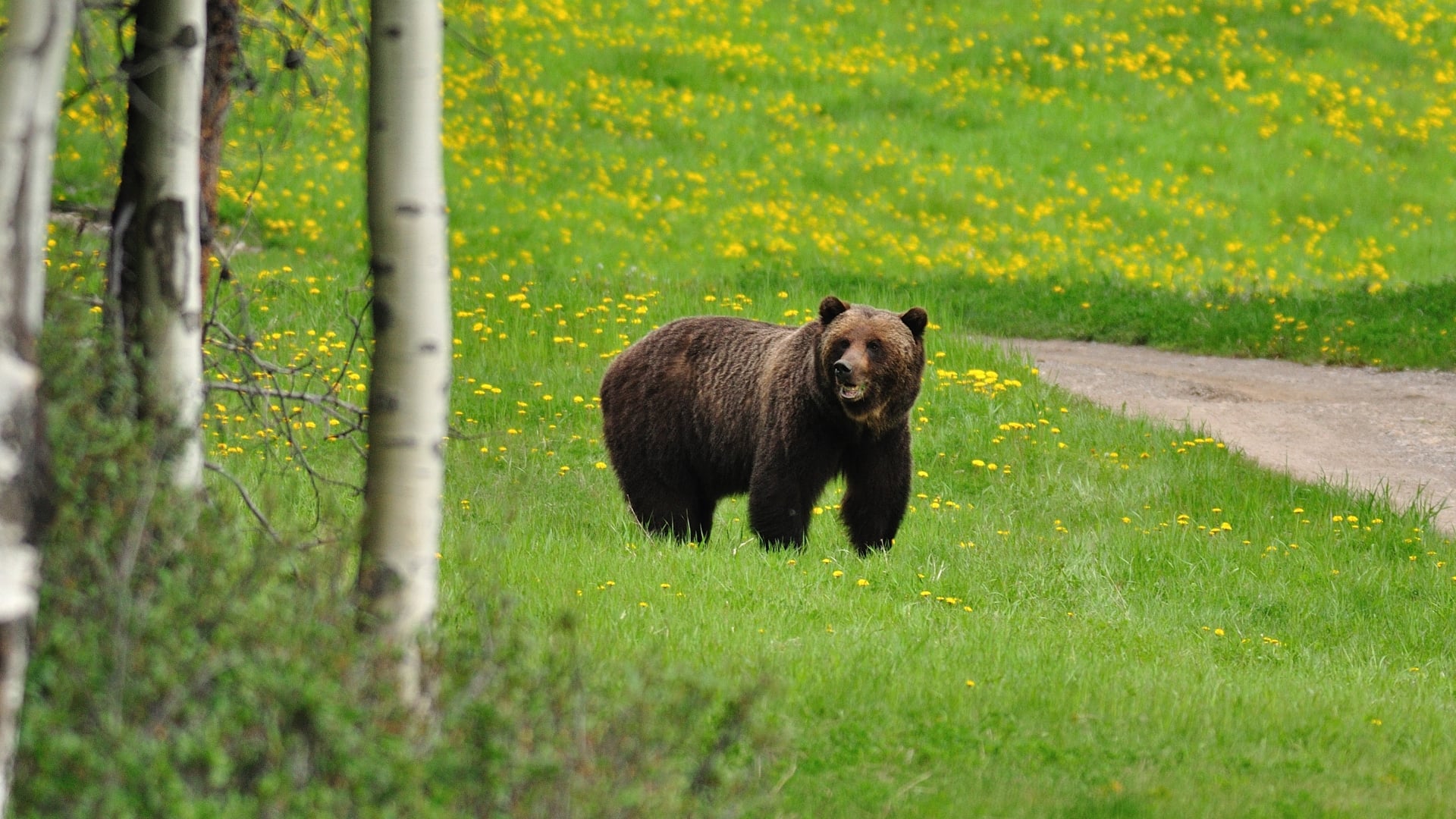 Wildlife Safety | Canmore Kananaskis